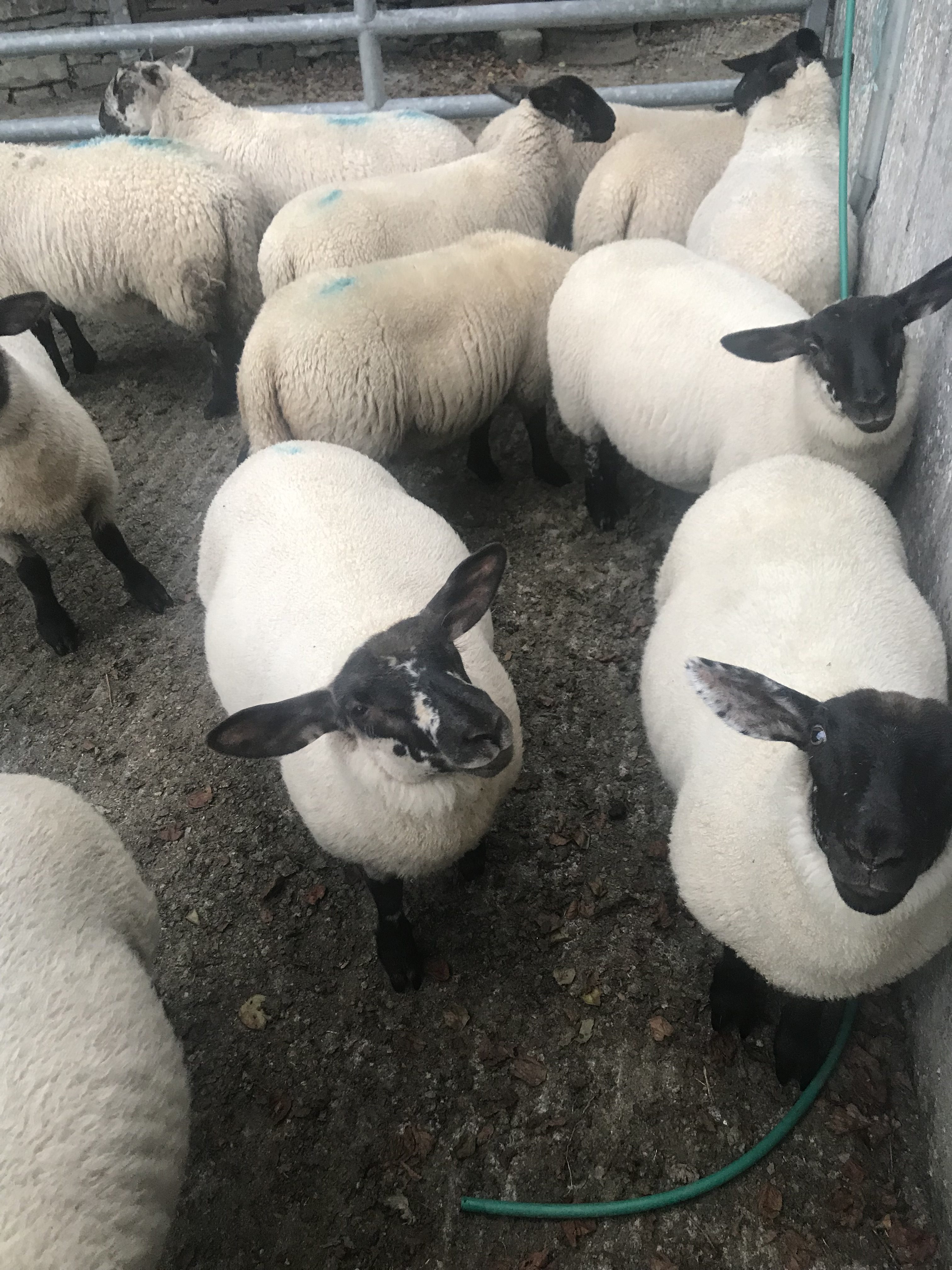 Ewe 1 Sept - Leitrim Organic Farmers