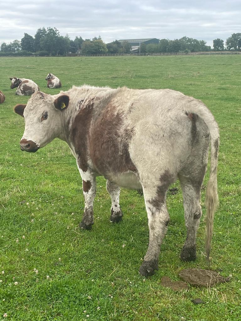 Moiled Bull Sept - Leitrim Organic Farmers